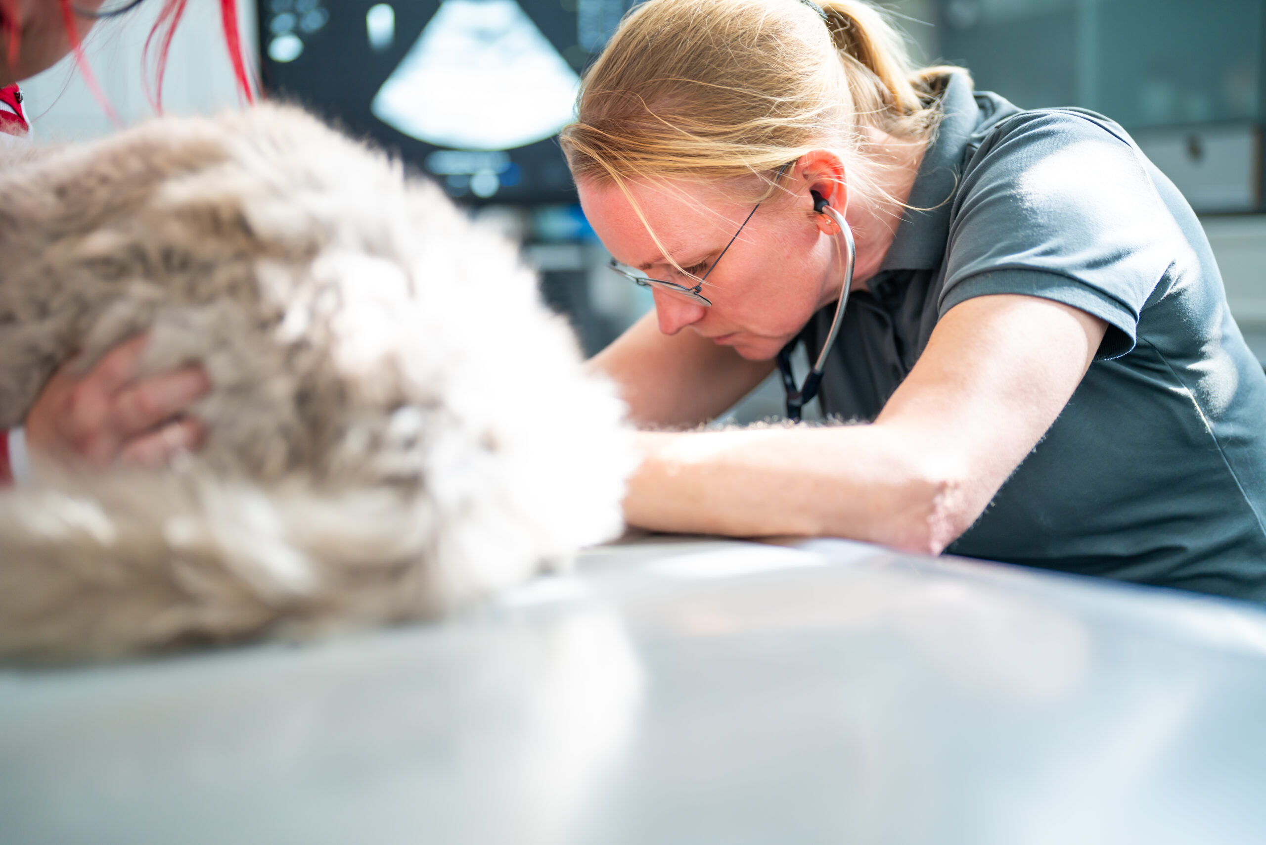 Home - Tiergesundheitszentrum Braun in Lahr